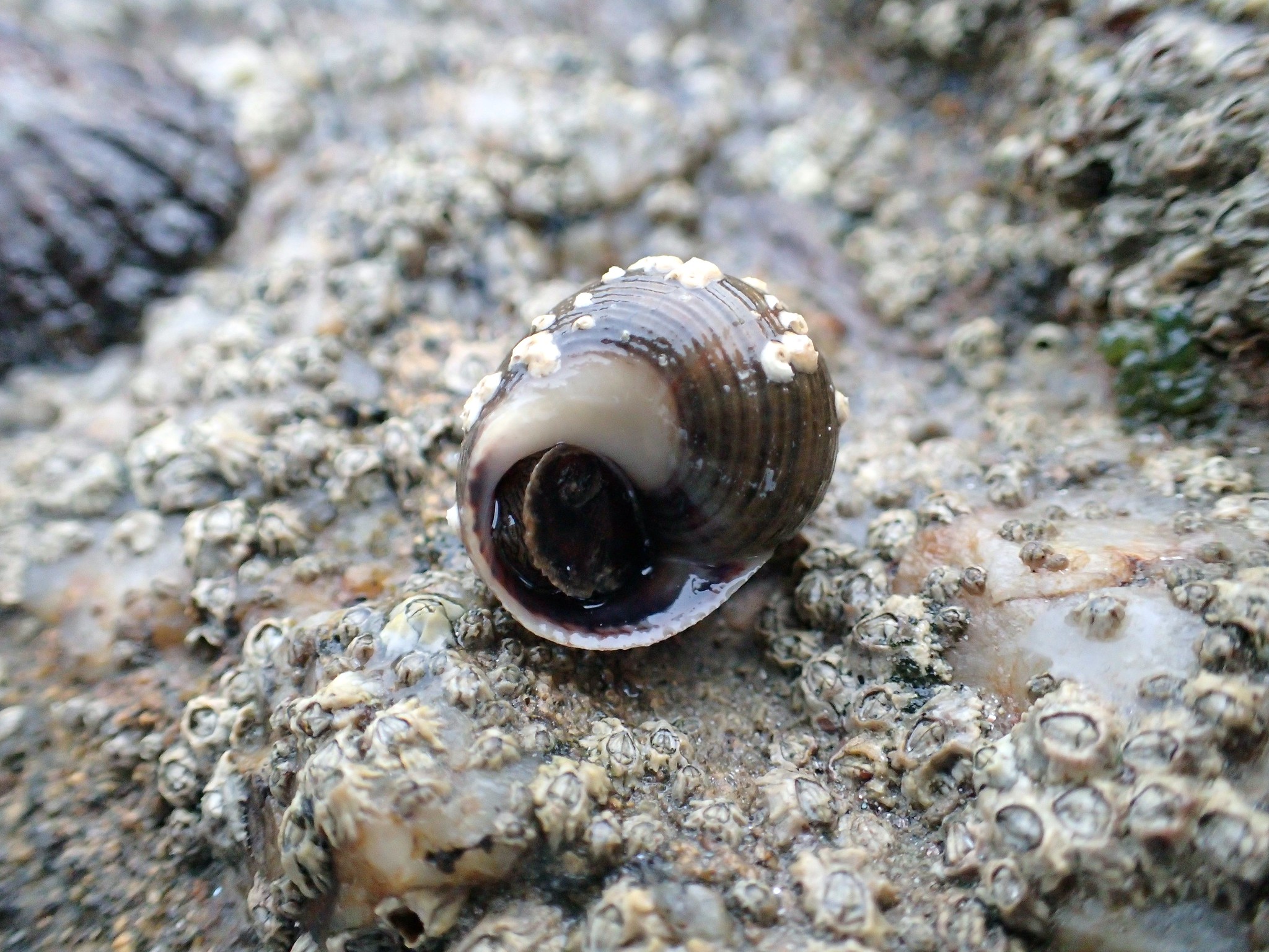 Littorina littorea ------- | Centro de Interpretación del Litoral La Maruca